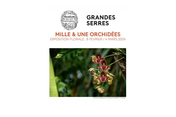 MILLE & UNE ORCHIDÉES #11